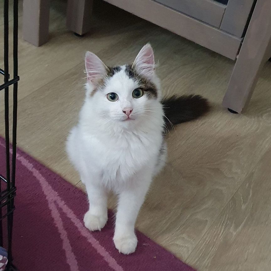 Котик в добрые руки