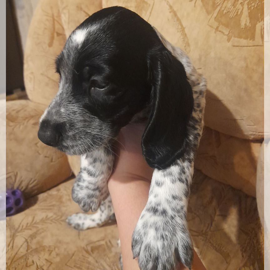 Русский охотничий спаниель, щенок