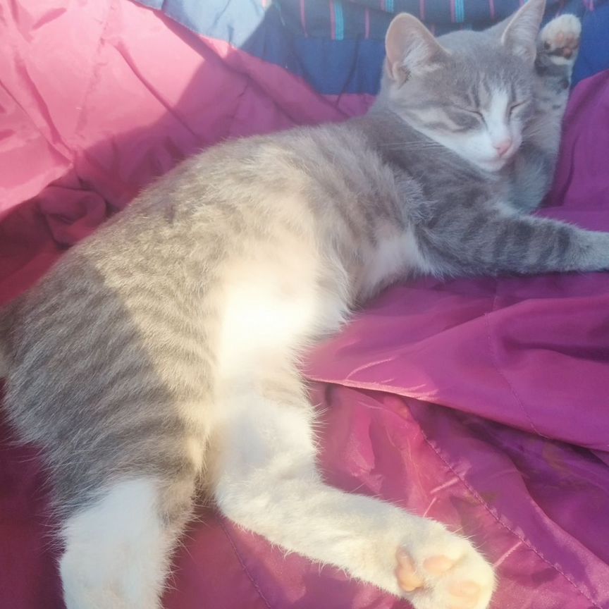 Котенок 4 мес девочка