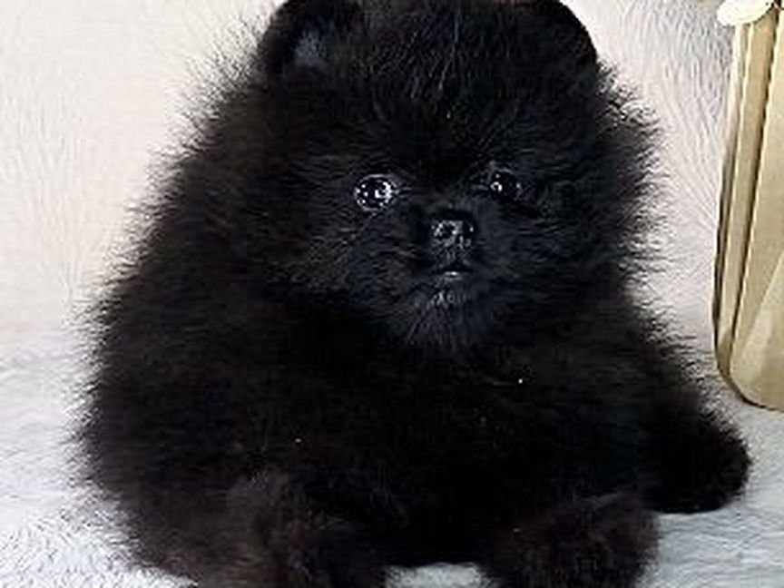 Шпиц малышка девочка