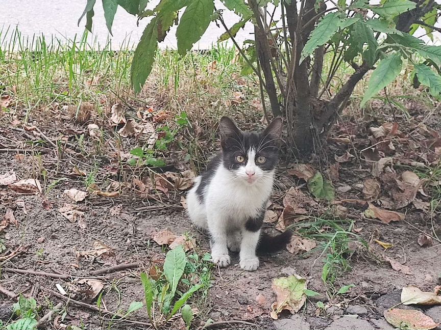 Котёнок (2 месяца) в опасности