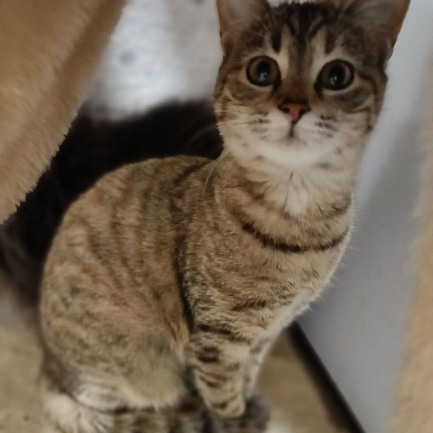 Стерилизованная девочка 6 мес