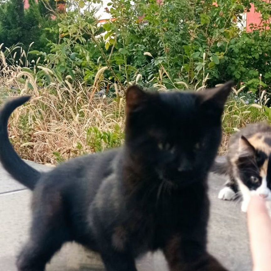 Маленькие пантеры