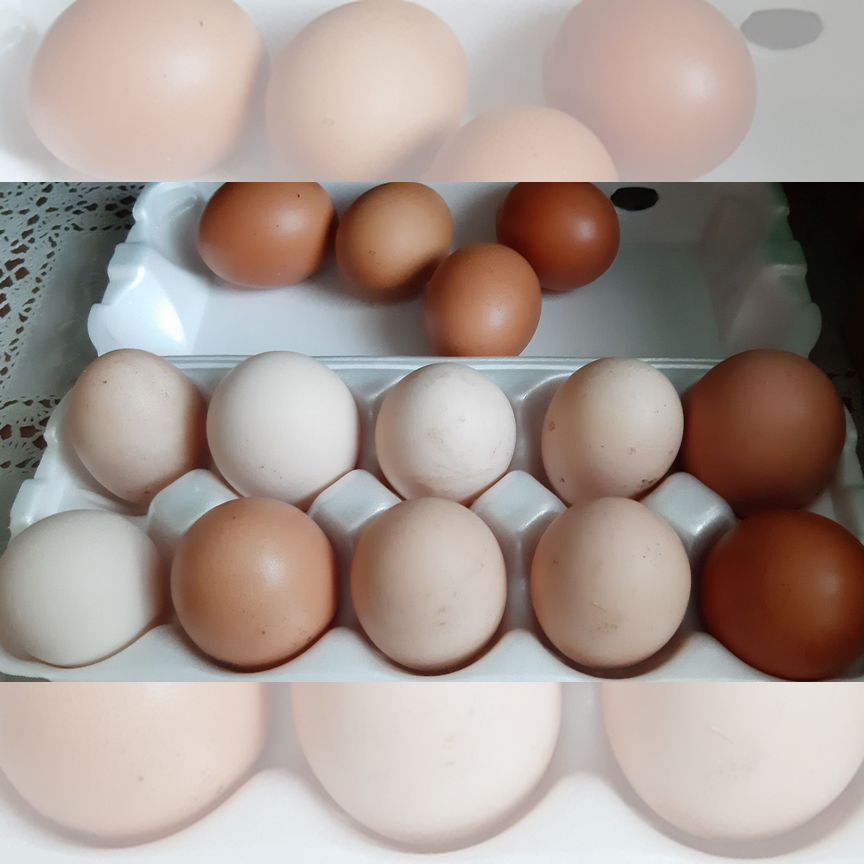 Домашние куриные яйца