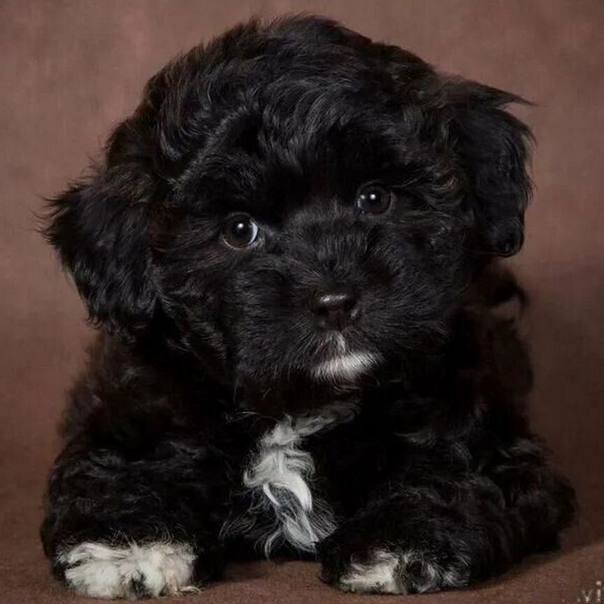 Мальтийская болонка