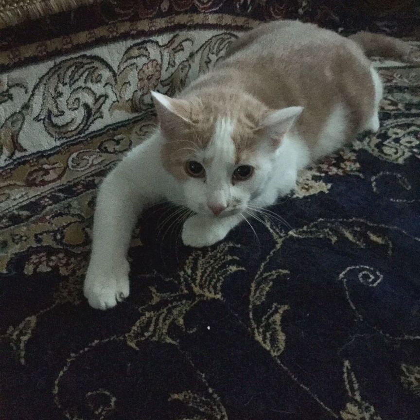 Котику некуда идти. Хозяйка в больнице