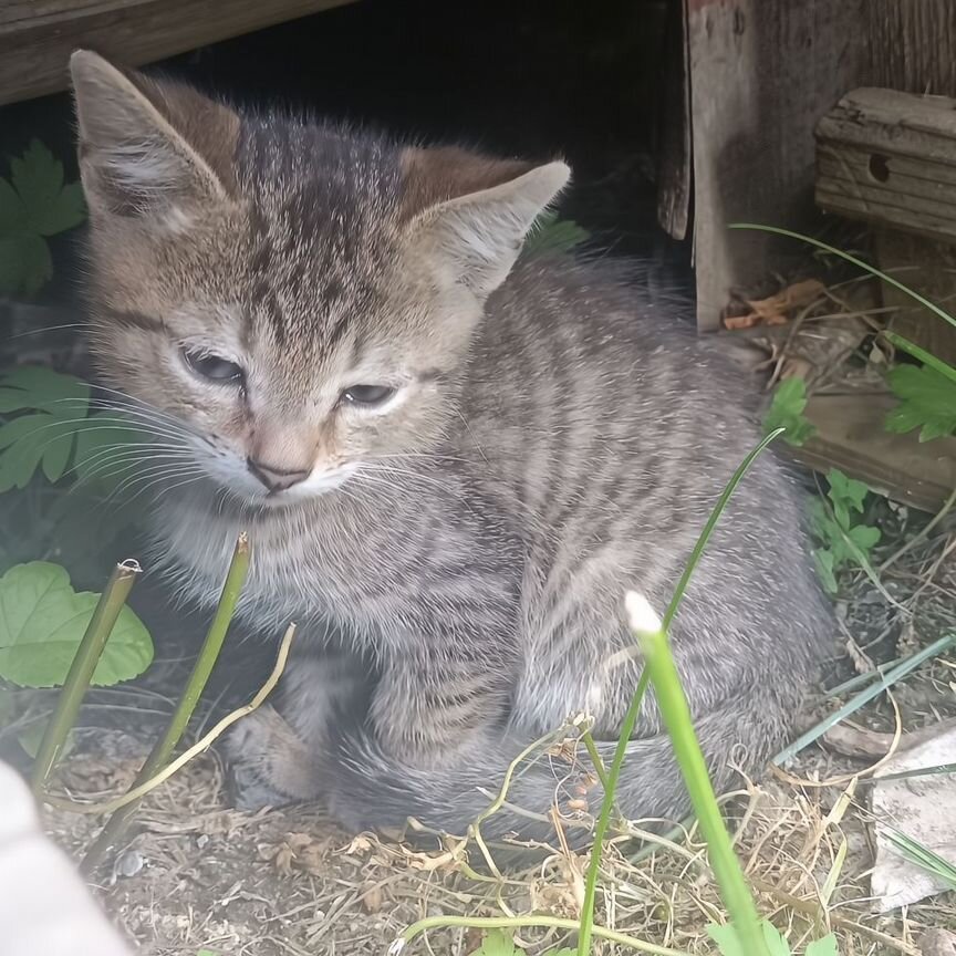 Котята в добрые руки бесплатно мальчик и девочка