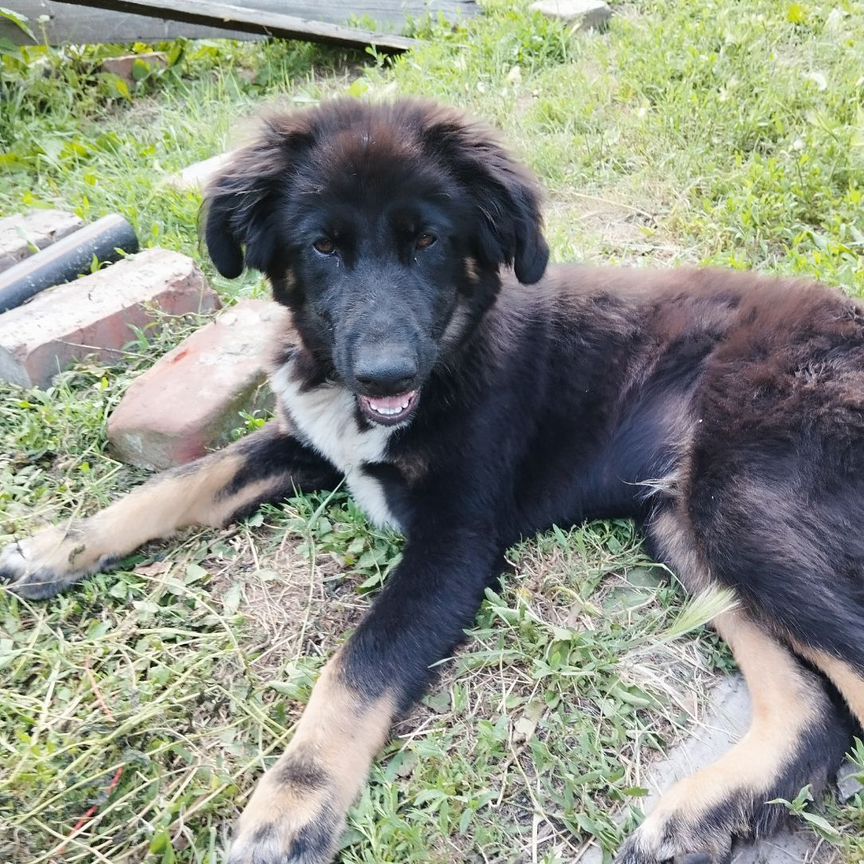 Отдам щенка в добрые руки