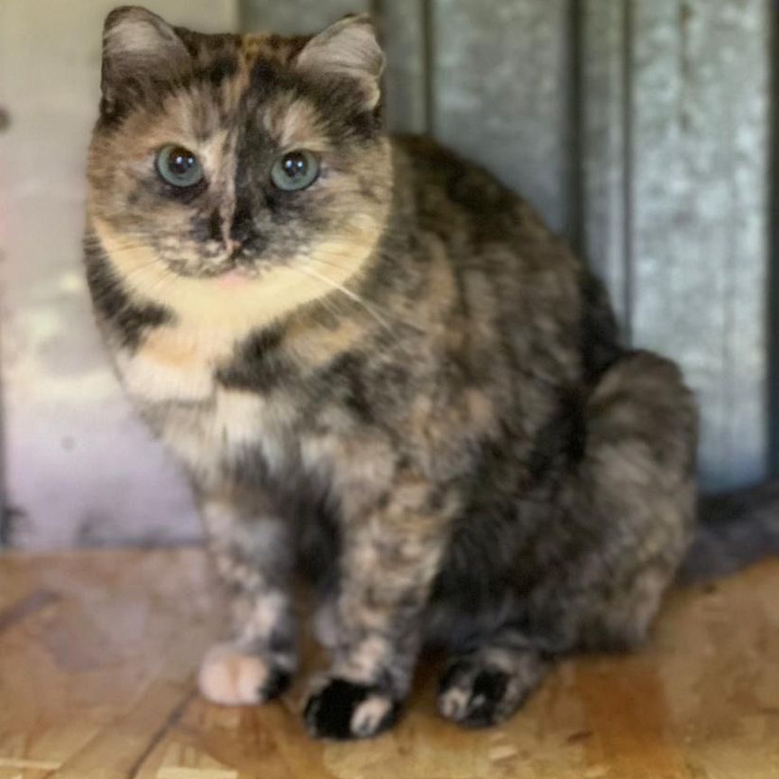 Коты и кошки бесплатно