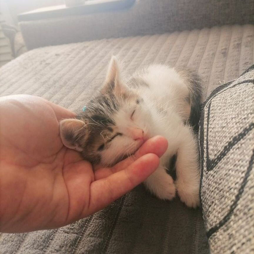 Кот в добрые руки