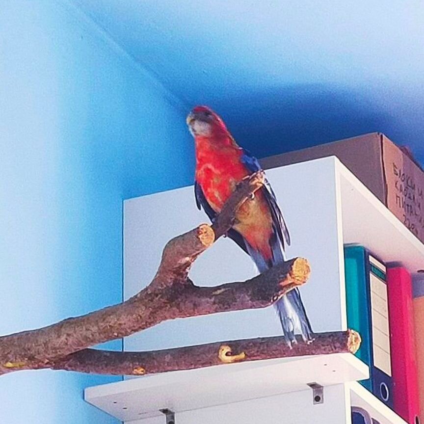Попугай розелла девочка
