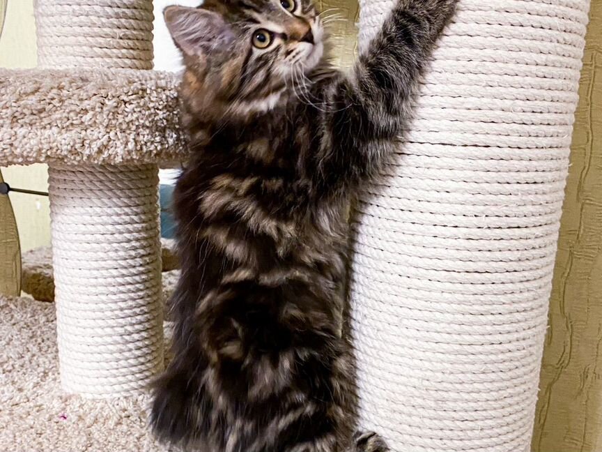 Котенок курильского бобтейла