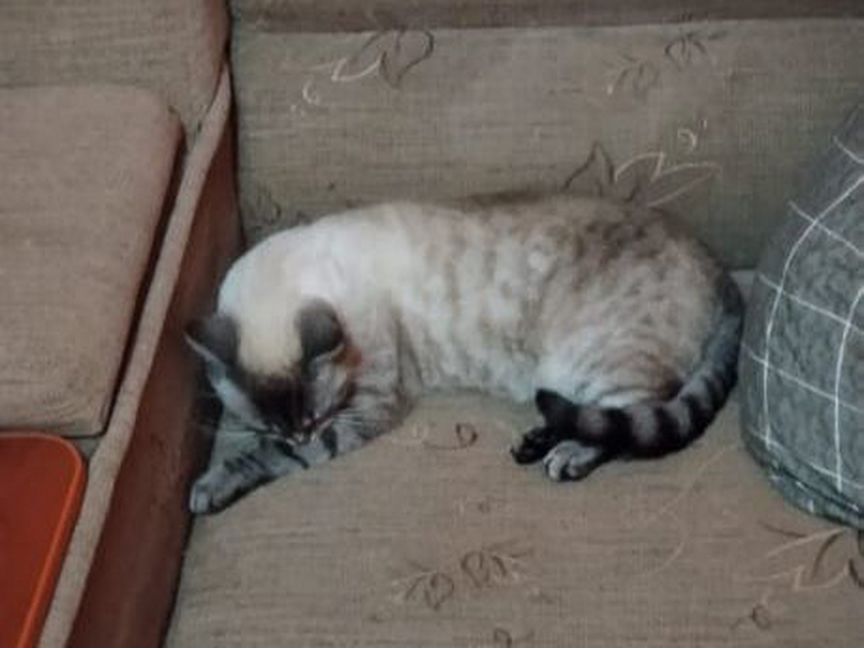 Красивая кошка