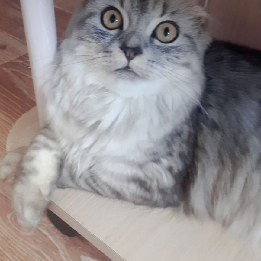 Шотландский вислоухий короткошёрстный, взрослый кот