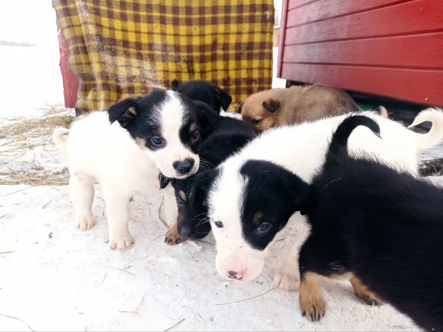 Щенки в добрые руки