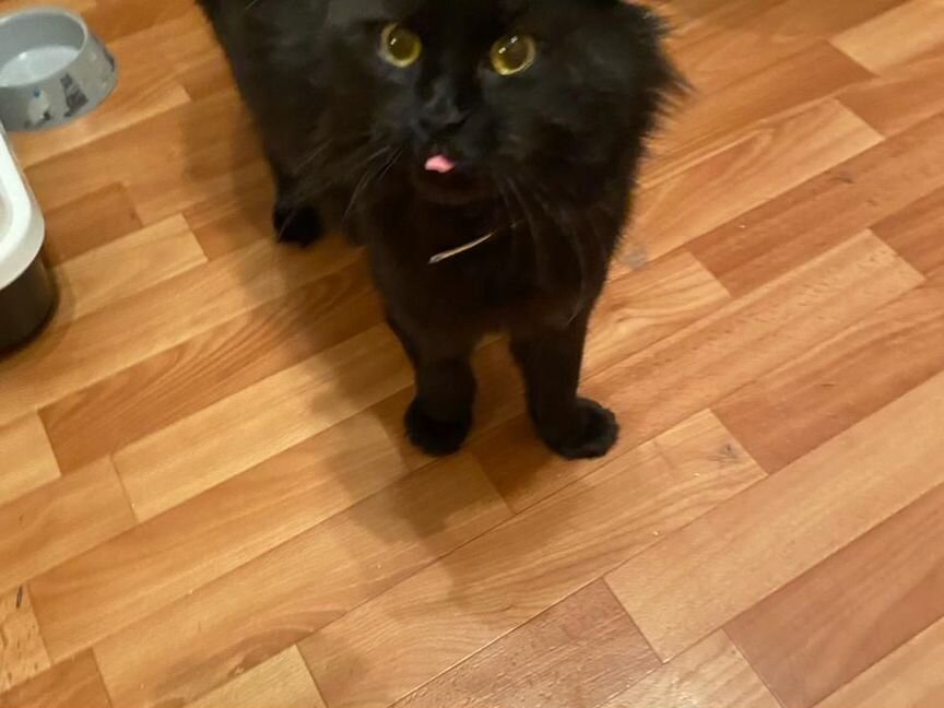 Кота в добрые руки