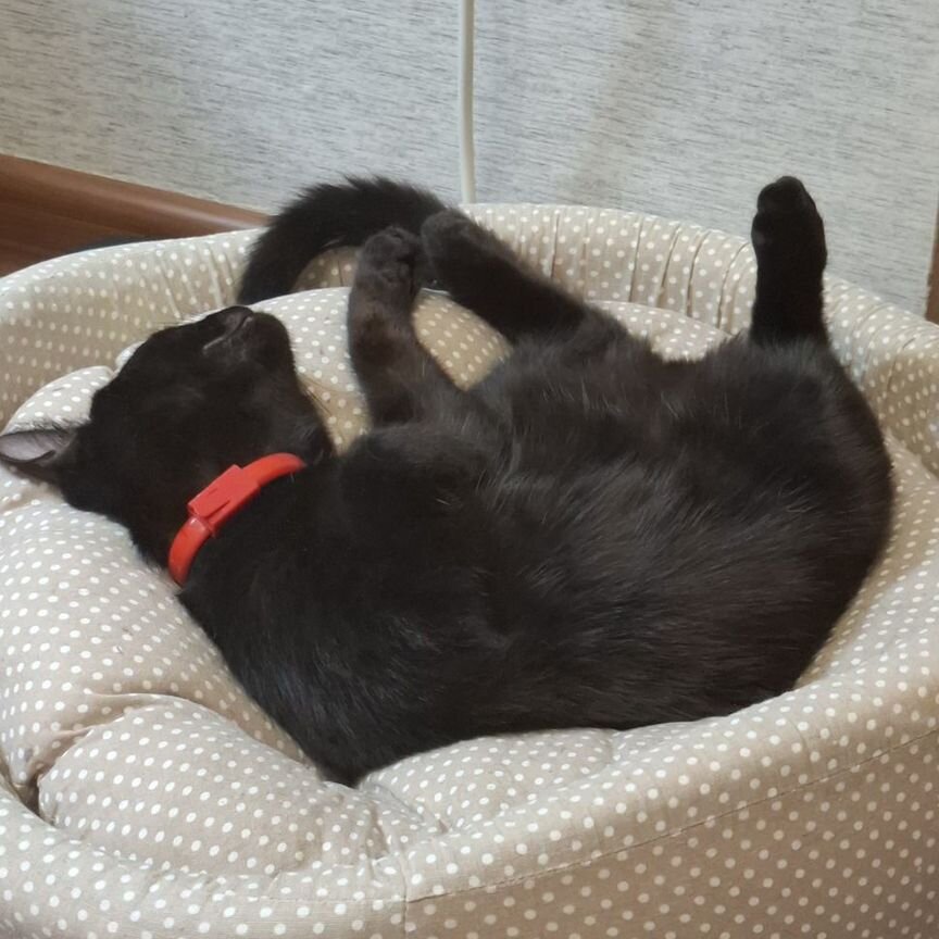 Отдам кошку в добрые руки Балабаново