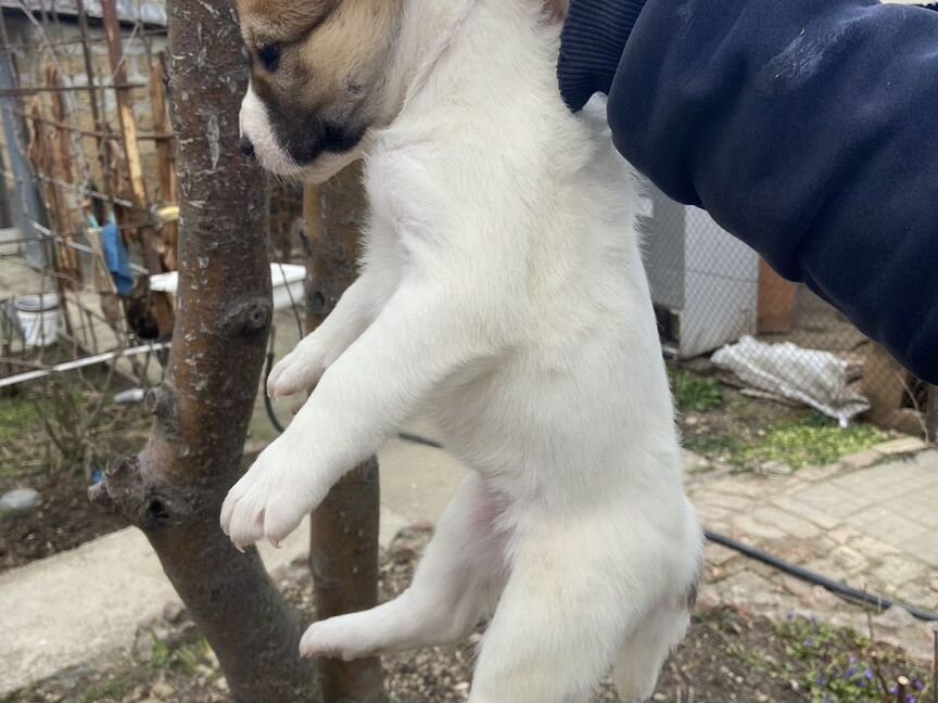 Собака алабай девочка