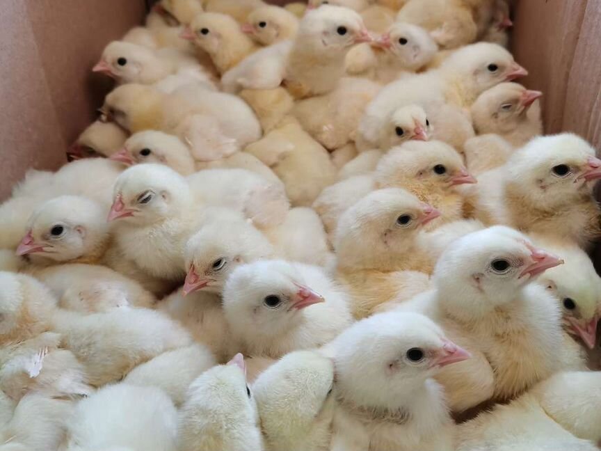 Цыплята бройлерные