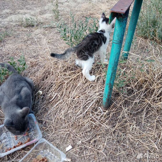 Кошка и котёночек в добрые руки