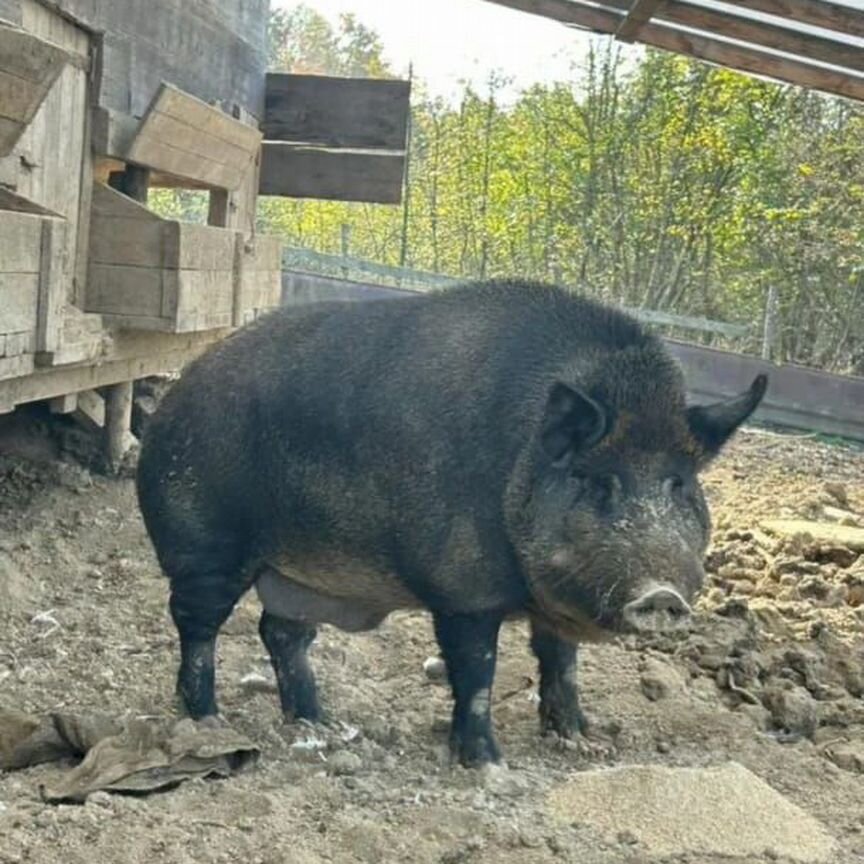 Зерно дробленка