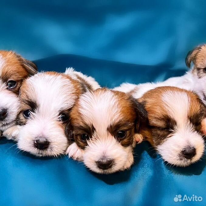 Джек расселята