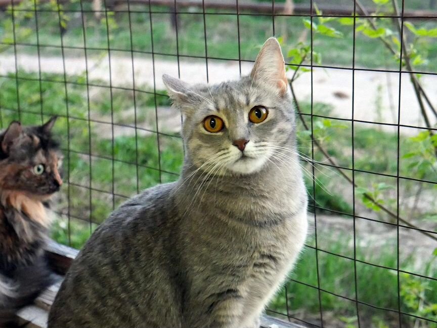 Кошечка ищет дом