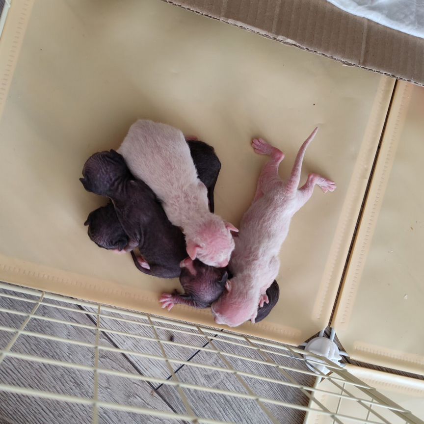 Канадский сфинкс котёнок