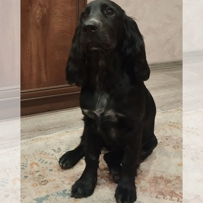 Русский охотничий спаниель, щенок