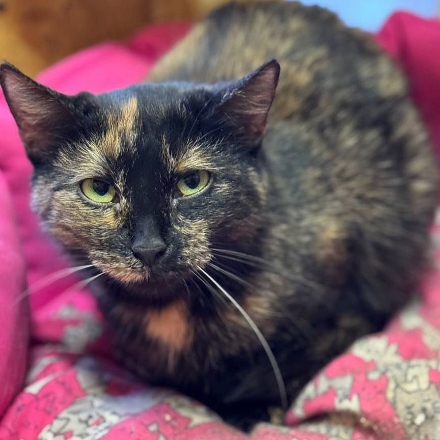 Взрослая, кошка в добрые руки