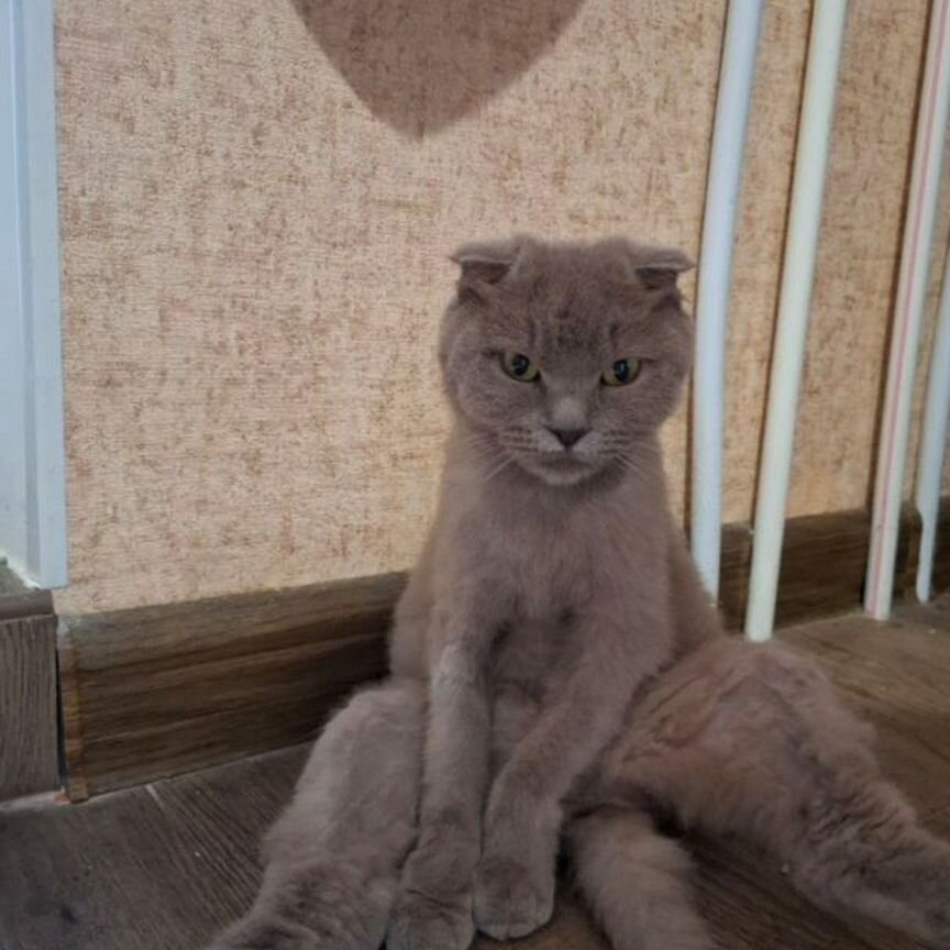 Красавица в добрые руки