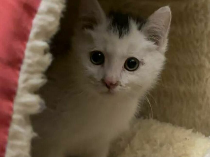 Кошки из приюта: котёнок в добрые руки