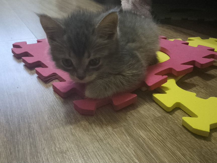 Котенок(мальчишка) ищет Дом