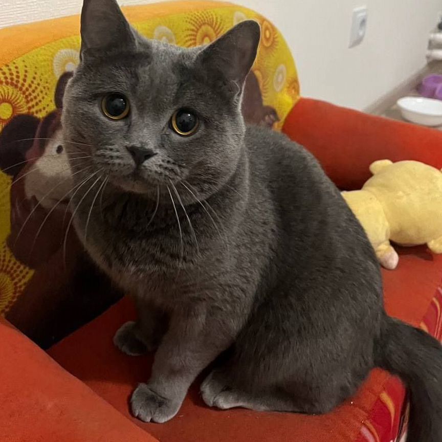 Британский короткошёрстный, взрослый кот