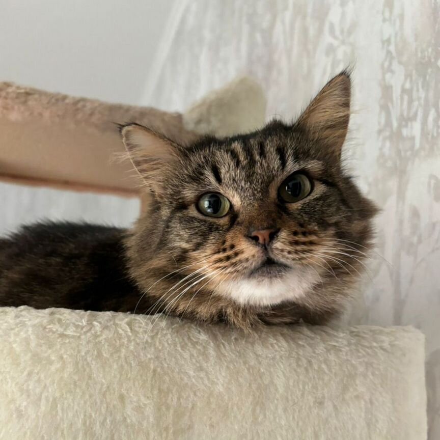 Пушистая кошечка в добрые руки