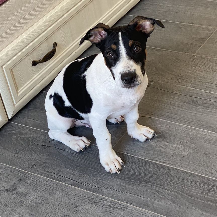 Отдам в добрые руки стаффорд