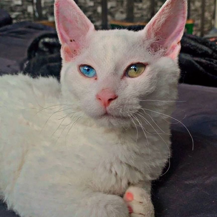 Отдам кота в добрые руки