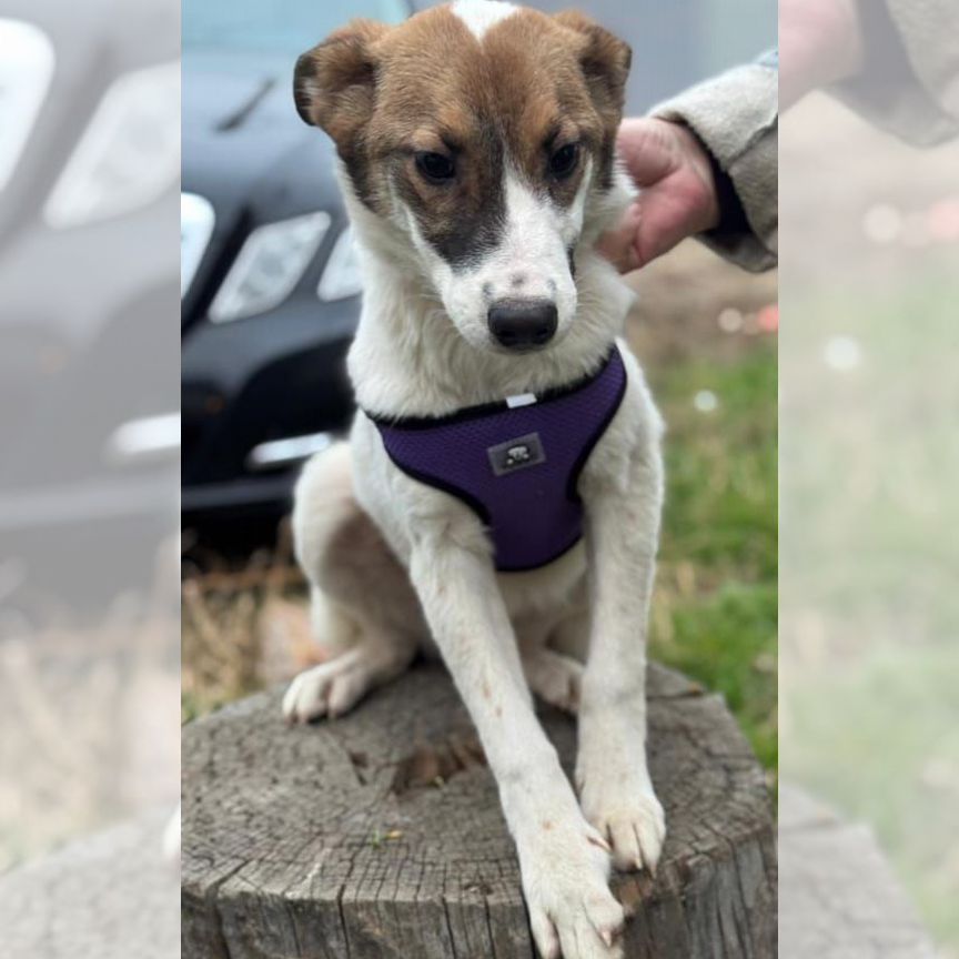 Щенок в добрые руки