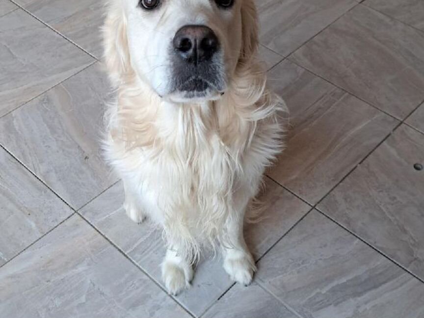 Золотистый ретривер вязка