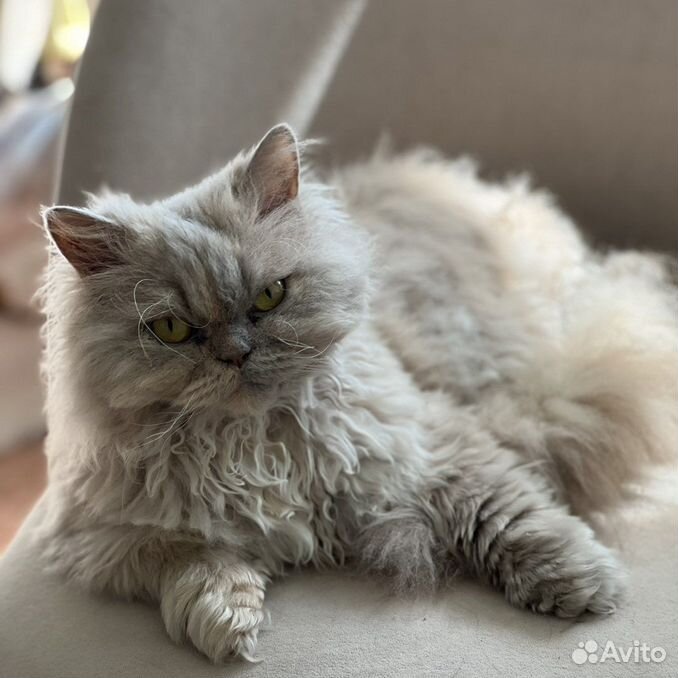 Кошка селкирк рекс