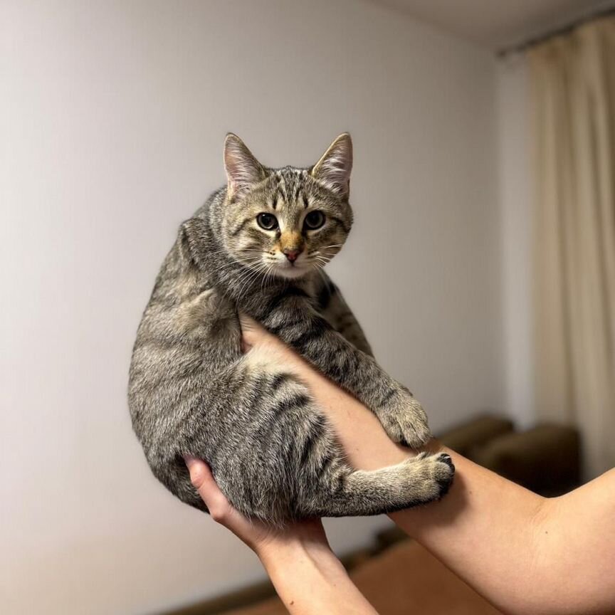 Котенок мальчик 5 мес