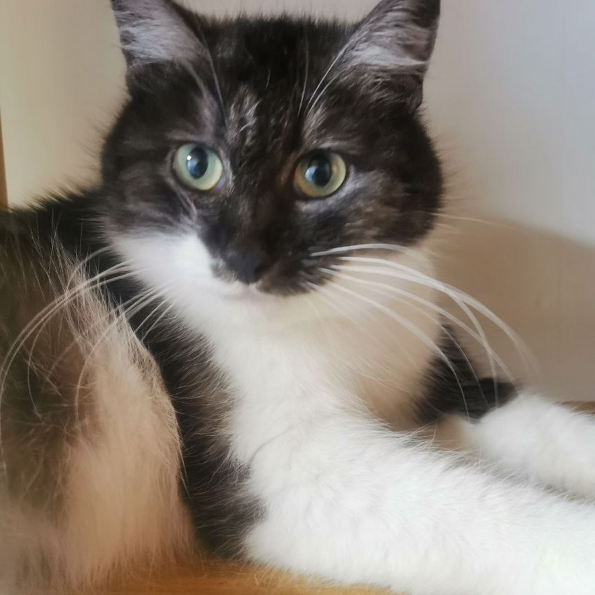 Кошка