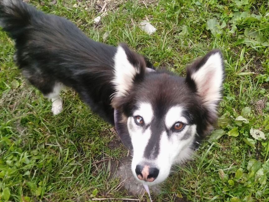 Собака хаски в добрые руки