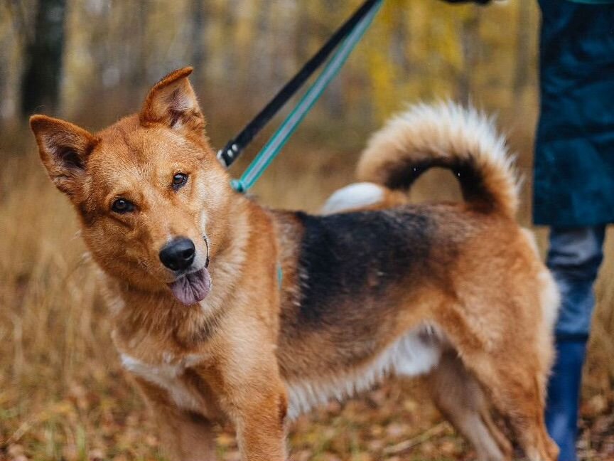 Рыжий красавец Модус