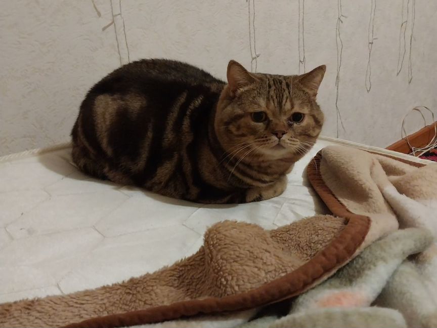 Британский кот вязка