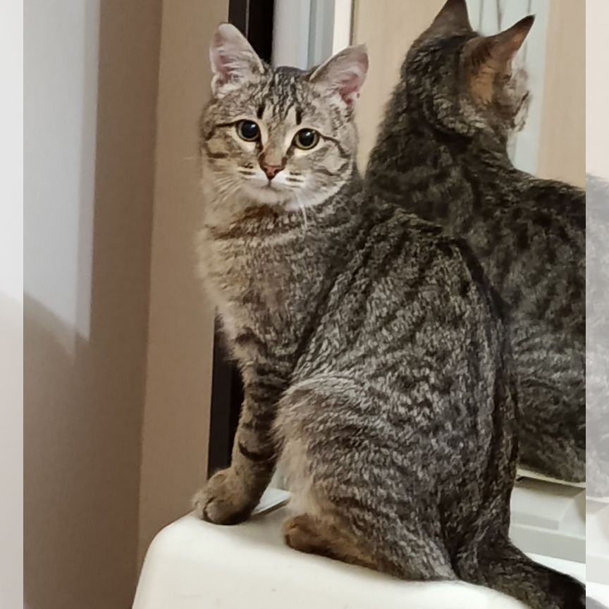 Взрослая, кошка в добрые руки