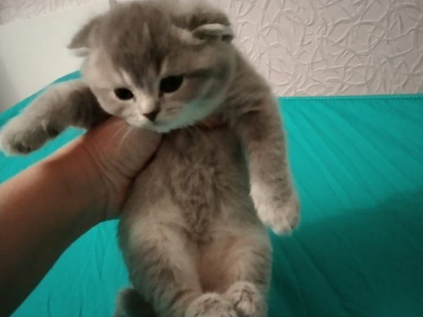 Шотландские вислоухие котята