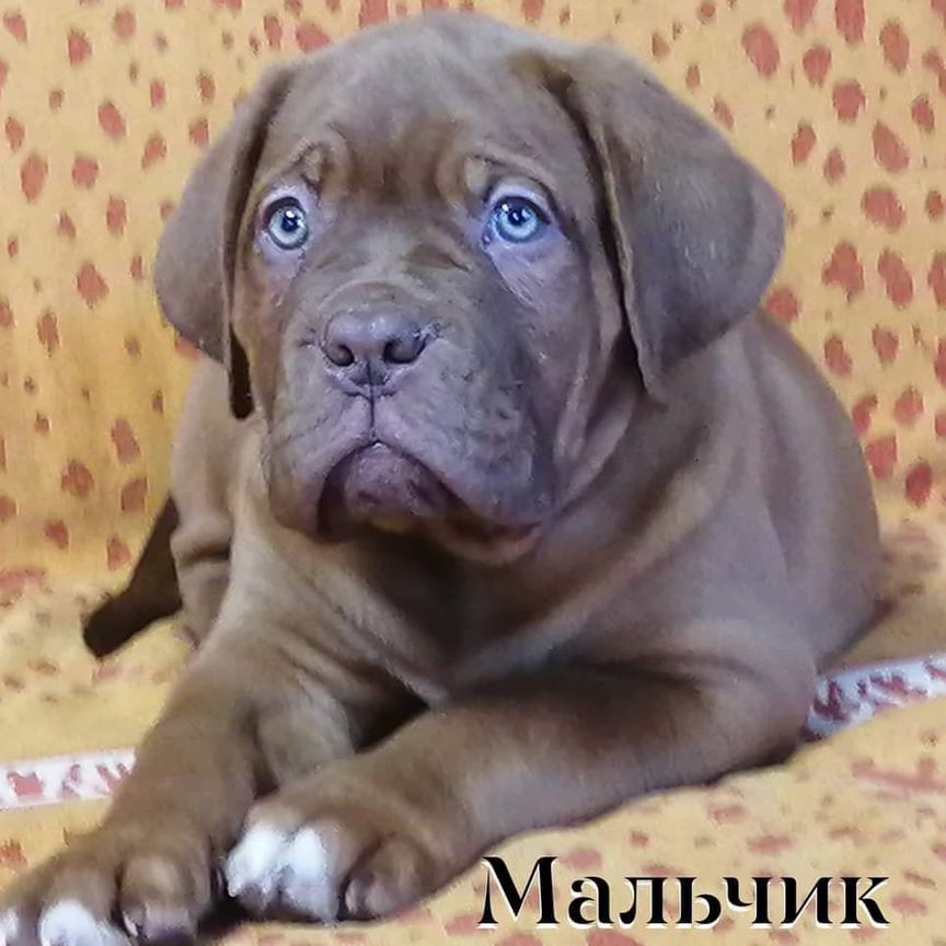 Бордоский дог, щенок