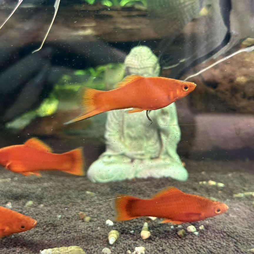 Меченосцы, скалярия