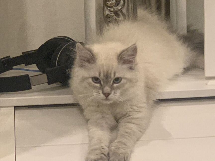 Невский маскарадный котик